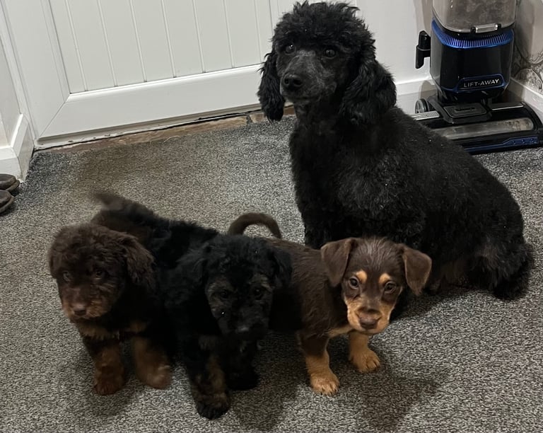 Jackapoo Dogs & Puppies for Sale - Gumtree