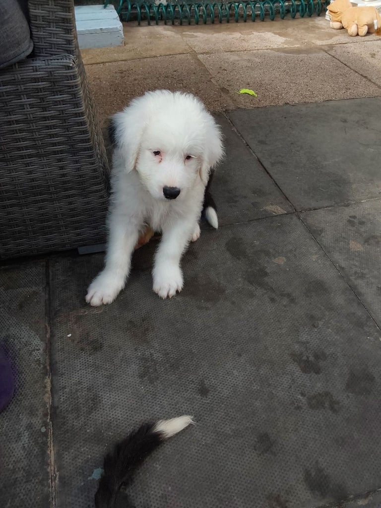KC Registered Old English Sheepdog Puppies I | in Leek, Staffordshire ...