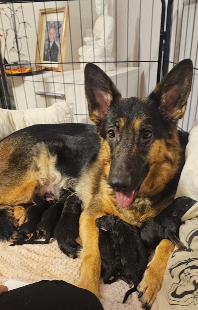 German Shepherd Dogs & Puppies for Sale in Northern Ireland - Gumtree