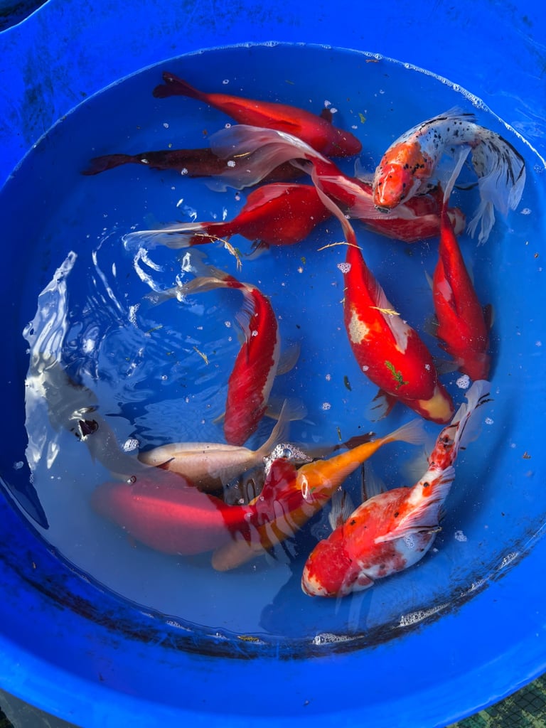 Pond fish Gold fish and golden rudd | in Burntwood, Staffordshire | Gumtree