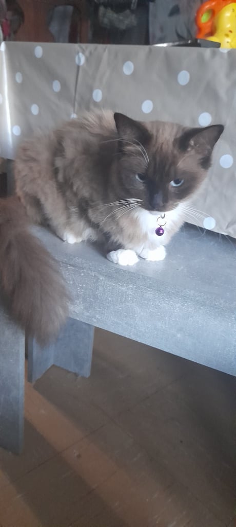 Cats & Kittens for Sale in Southampton, Hampshire - Gumtree