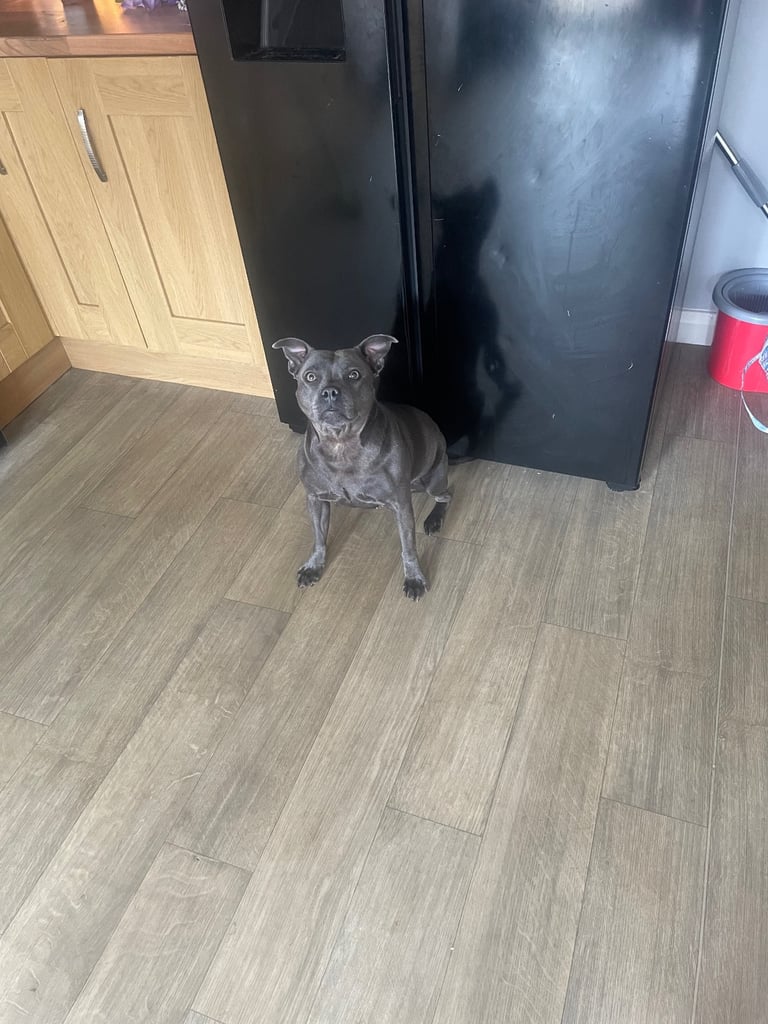 Blue staff pure breed | in Dunmurry, Belfast | Gumtree