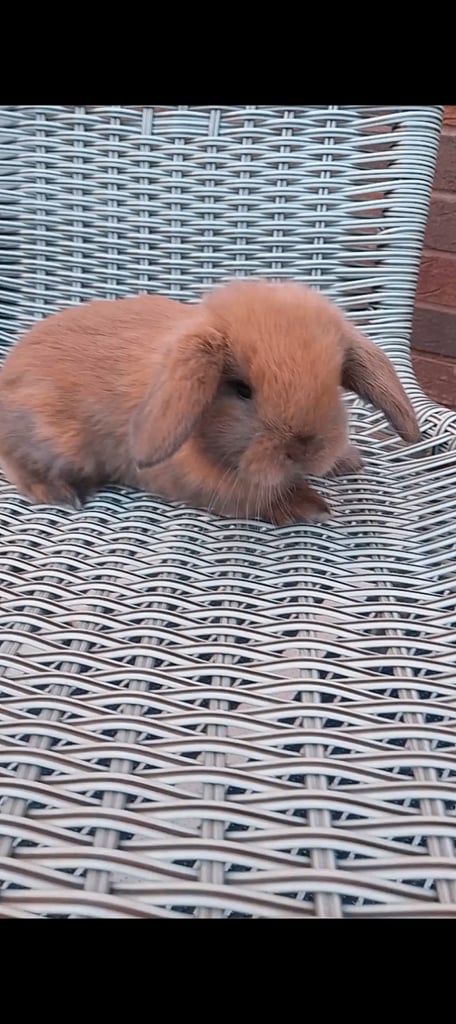 Mini lops (pedigree) | in County Antrim | Gumtree