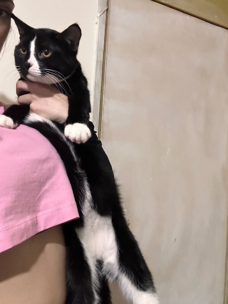 Two male boy cats | in Kennington, London | Gumtree