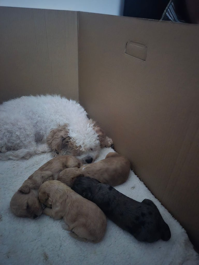 Dogs & Puppies for Sale - Gumtree
