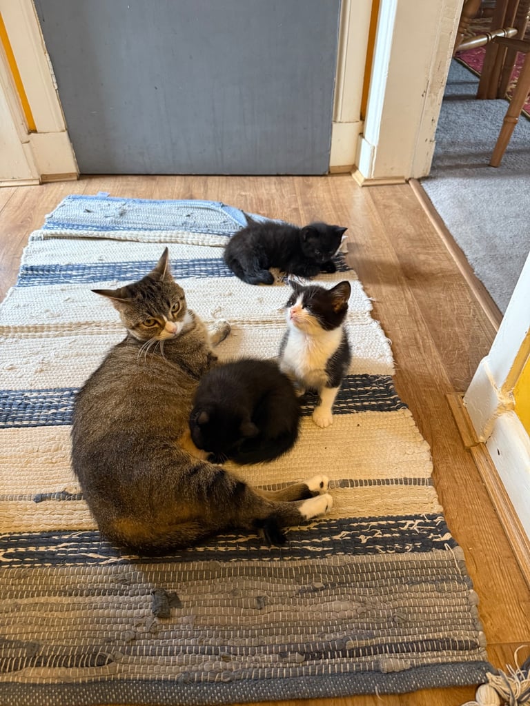 Cats & Kittens for Sale in Perth, Perth and Kinross - Gumtree