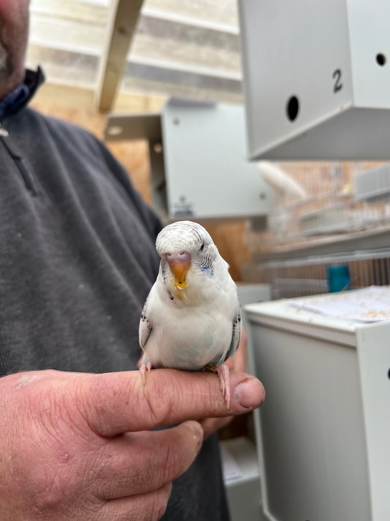 Baby Budgies and adults | in Plymouth, Devon | Gumtree