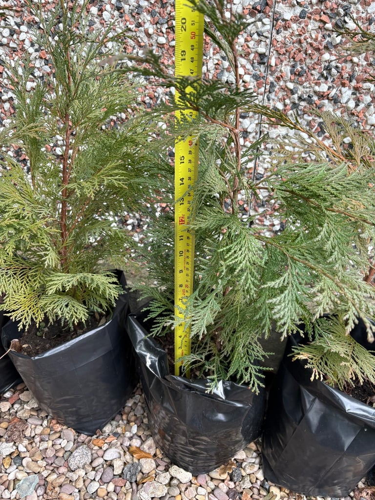 Leylandii Hedging Conifers | in Pinxton, Nottinghamshire | Gumtree