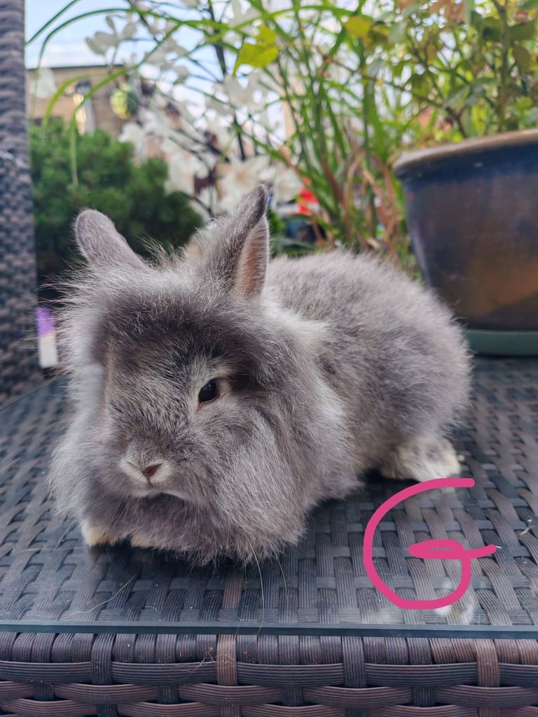 1 Teddy Lionhead Rabbit | in Bury St Edmunds, Suffolk | Gumtree