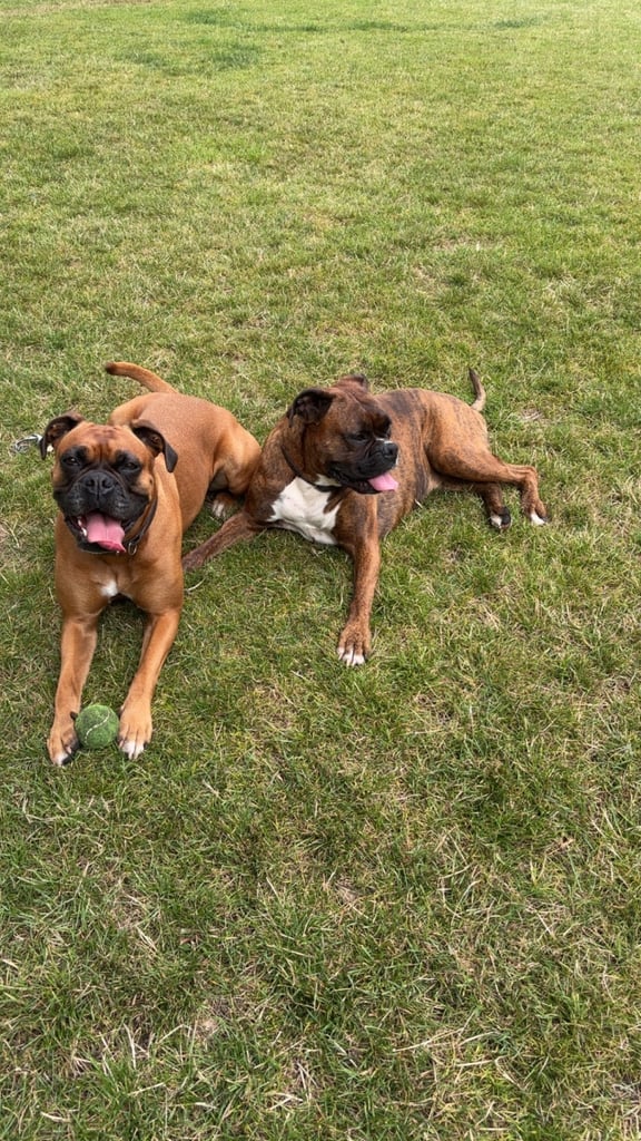 Only girls available | in Durham, County Durham | Gumtree