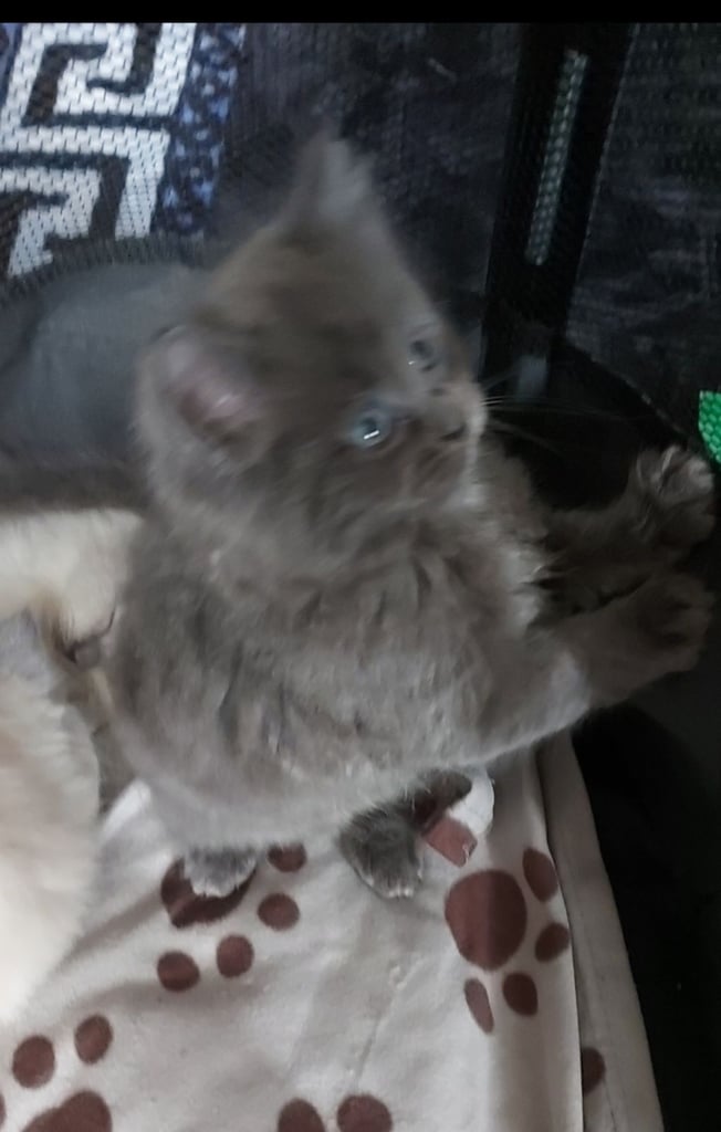 Ragdoll kittens 11 weeks | in Bradford, West Yorkshire | Gumtree