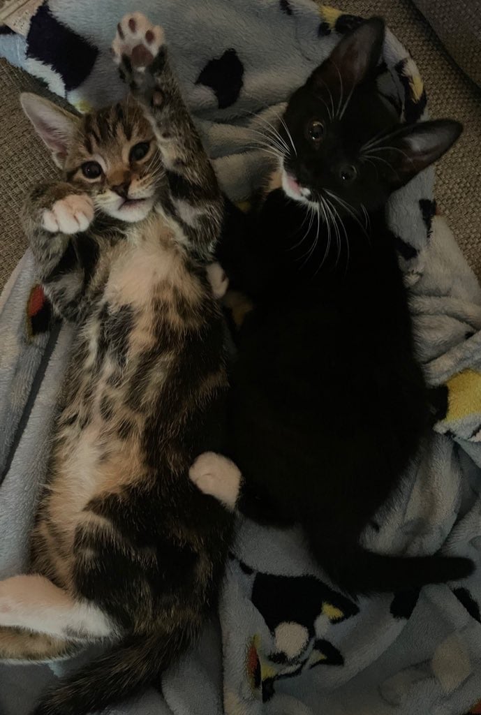 12 week old kittens (must go together) | in Copthorne, West Sussex ...