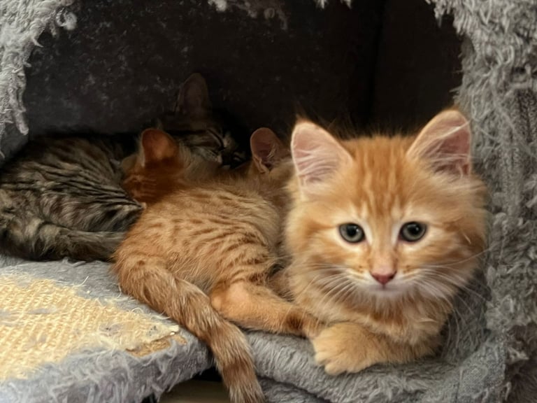 Cute Fluffy ginger kittens ready to go | in East London, London | Gumtree