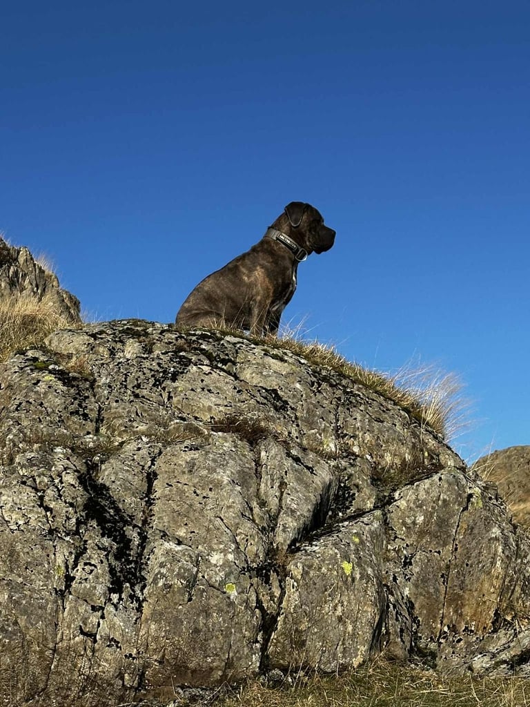 Bella | in Stockton-on-Tees, County Durham | Gumtree