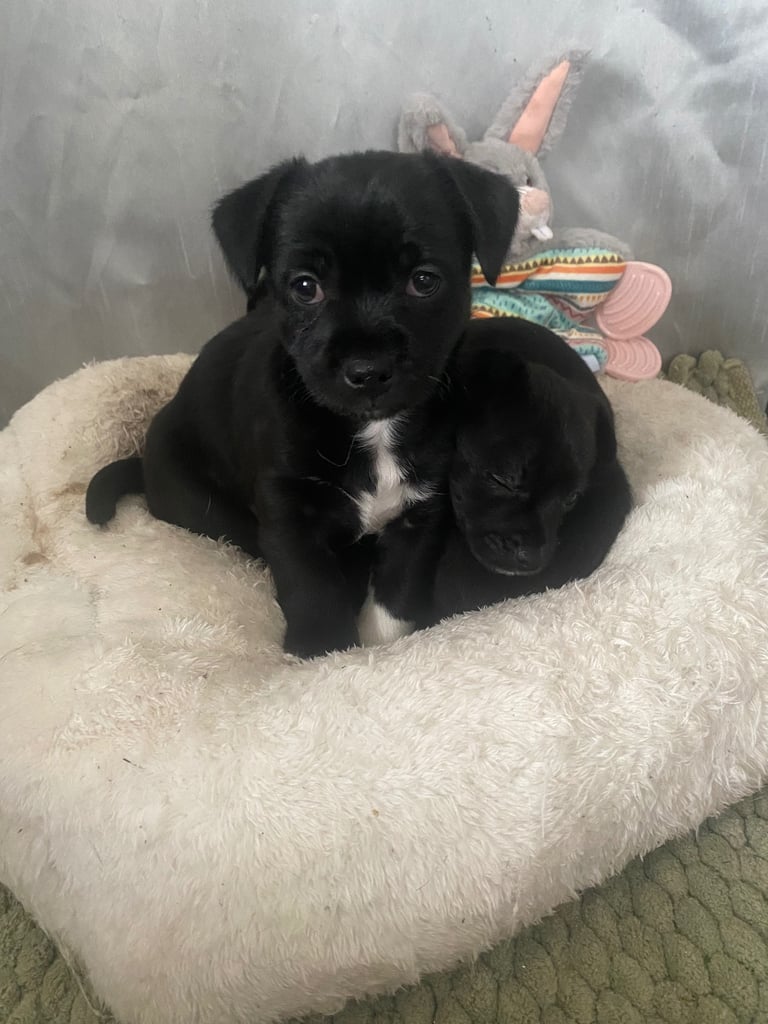 Last boy Jackawawa ( Jack Russell x Chihuahua )Boys Puppies | in ...