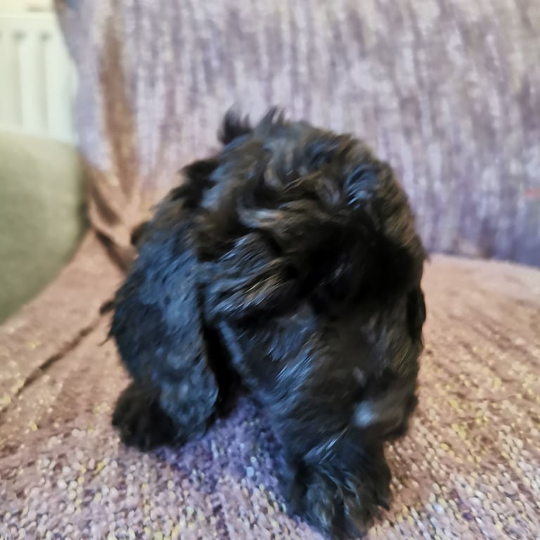 Cockapoo Dogs & Puppies for Sale - Gumtree