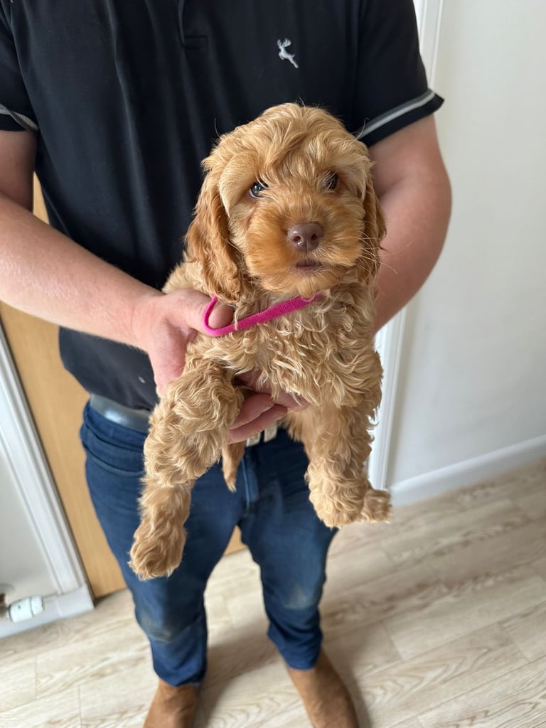 Cockapoo Dogs & Puppies for Sale in Scotland - Gumtree