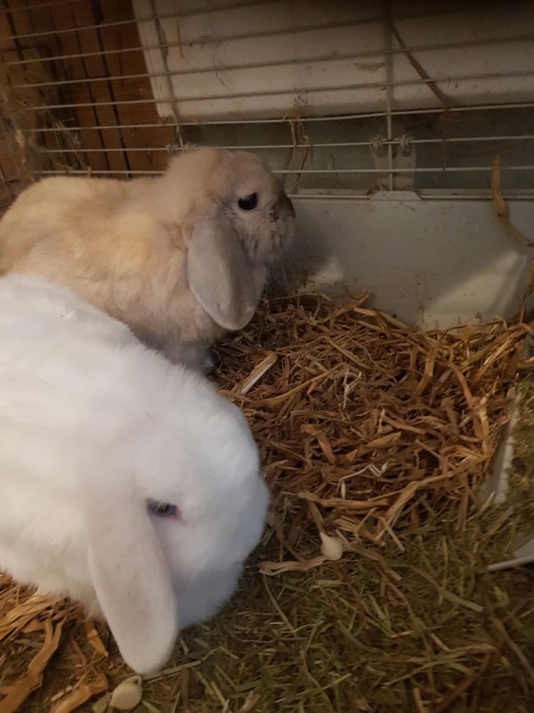 Rabbits for sale in Scotland - Gumtree