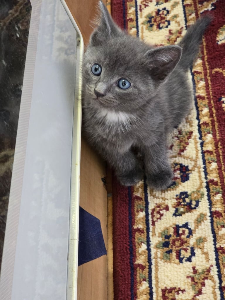 Cats & Kittens for Sale in Kent - Gumtree