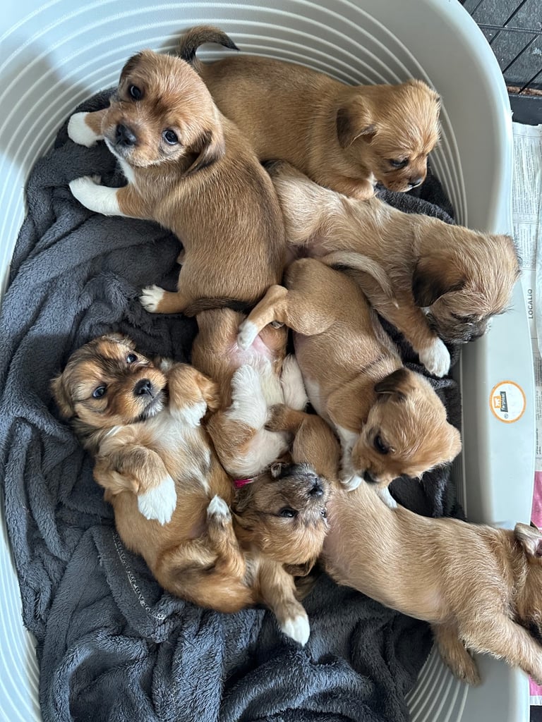 Lhasa Apso x Jack Russell Puppies ready now last 3 remaining | in ...