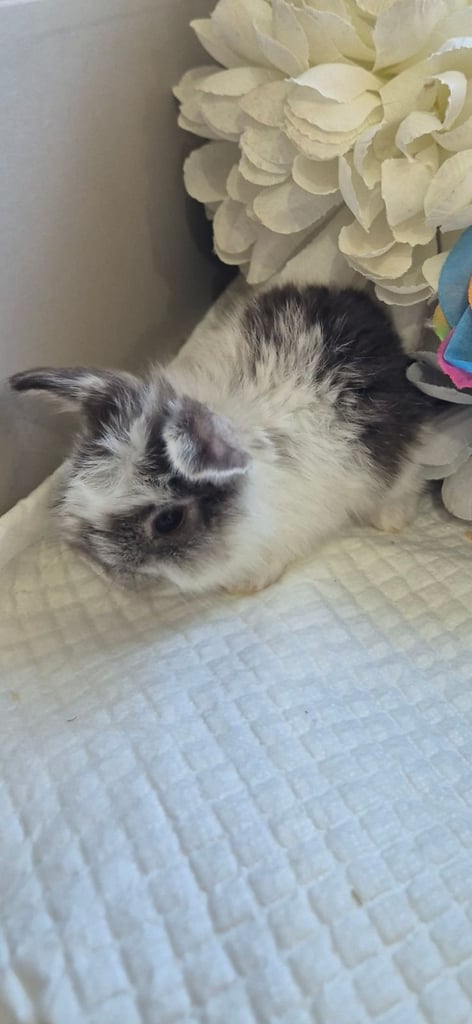 Rabbits for sale - Gumtree