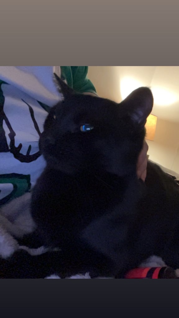 Cat for re homing | in Hull, East Yorkshire | Gumtree