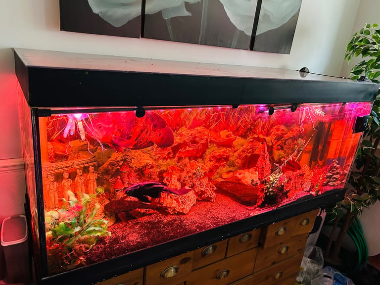 5 Foot Jewel Fish Tank without fish now | in Mitcham, London | Gumtree