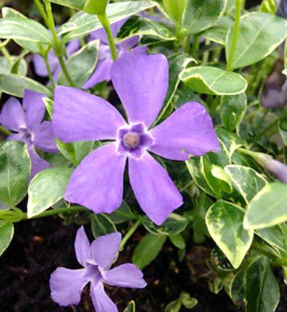 Vinca major Variegata Greater Periwinkle evergreen plant in pots | in ...