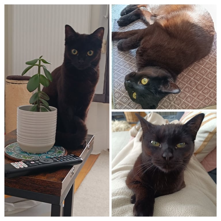 8 month old kitten to a good home | in Ilford, London | Gumtree