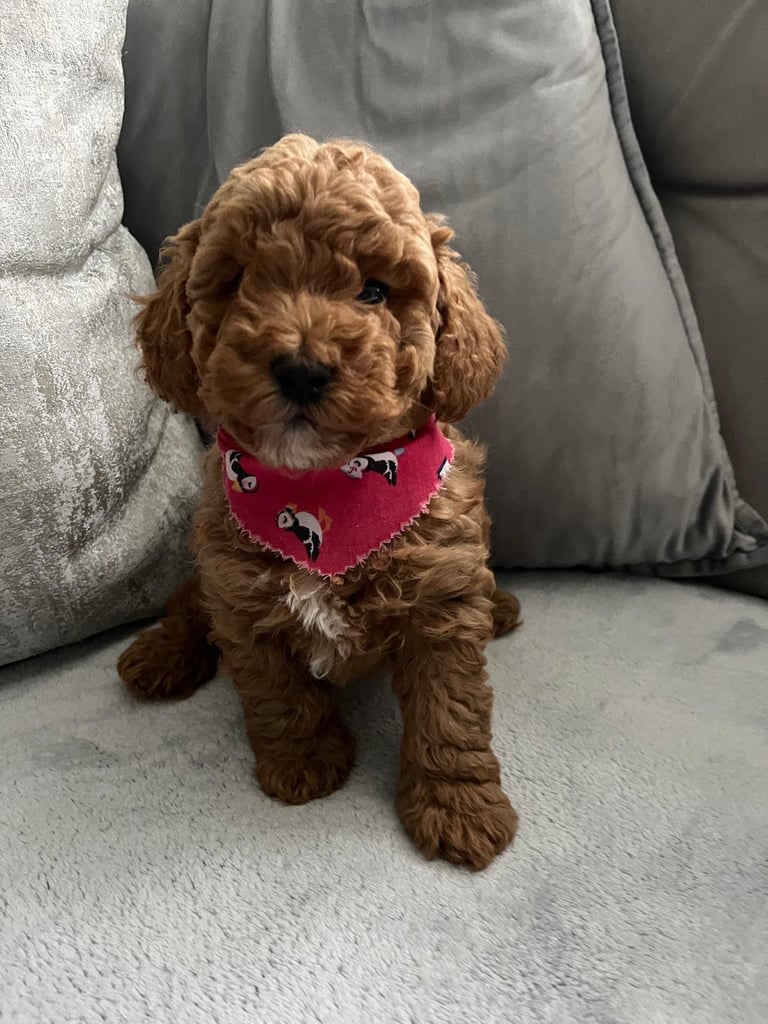 Beautiful Cavapoo boy puppy | in Canvey Island, Essex | Gumtree
