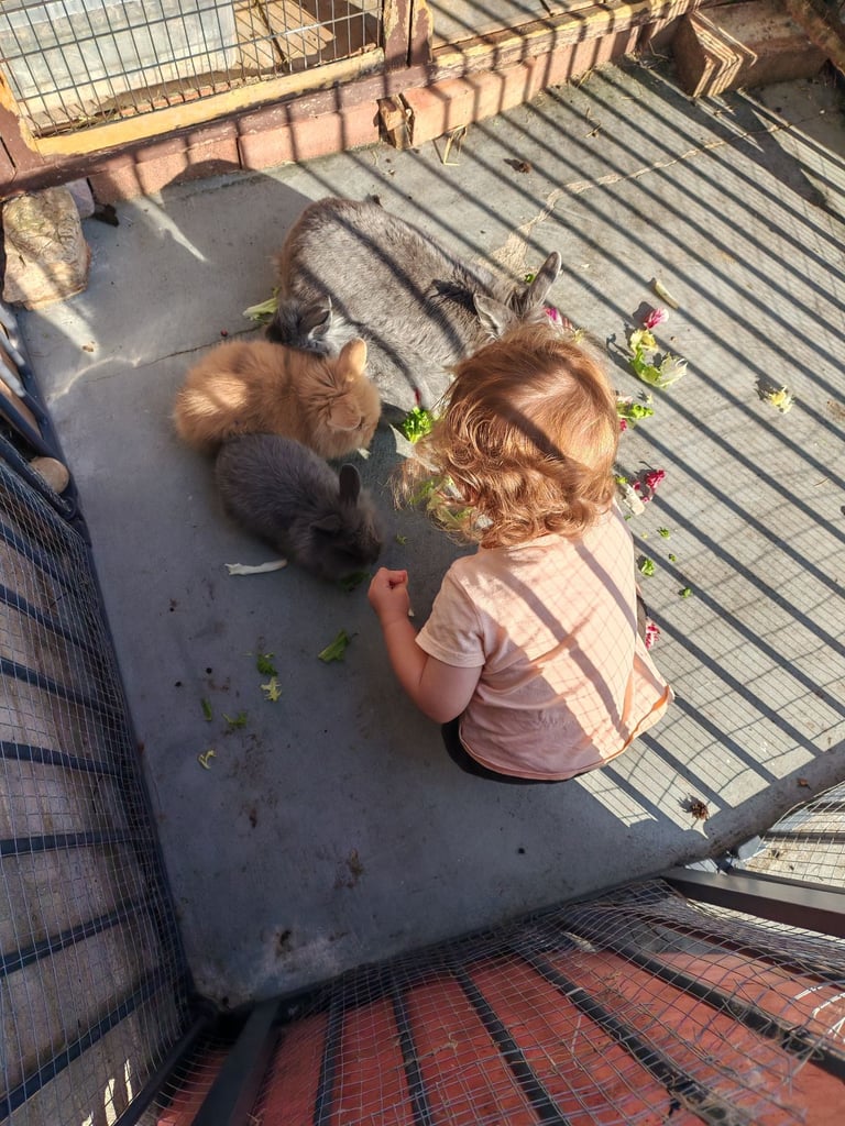 1 Teddy Lionhead Rabbit | in Bury St Edmunds, Suffolk | Gumtree