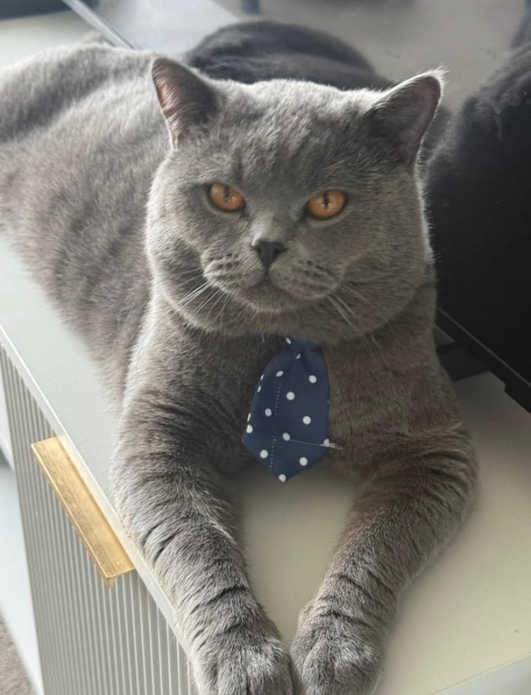 Cute 8 week old BSH kittens | in Tower Hamlets, London | Gumtree