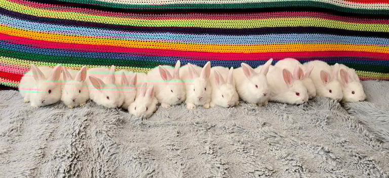 Ready now! New Zealand White baby bunnies | in Kirkcaldy, Fife | Gumtree