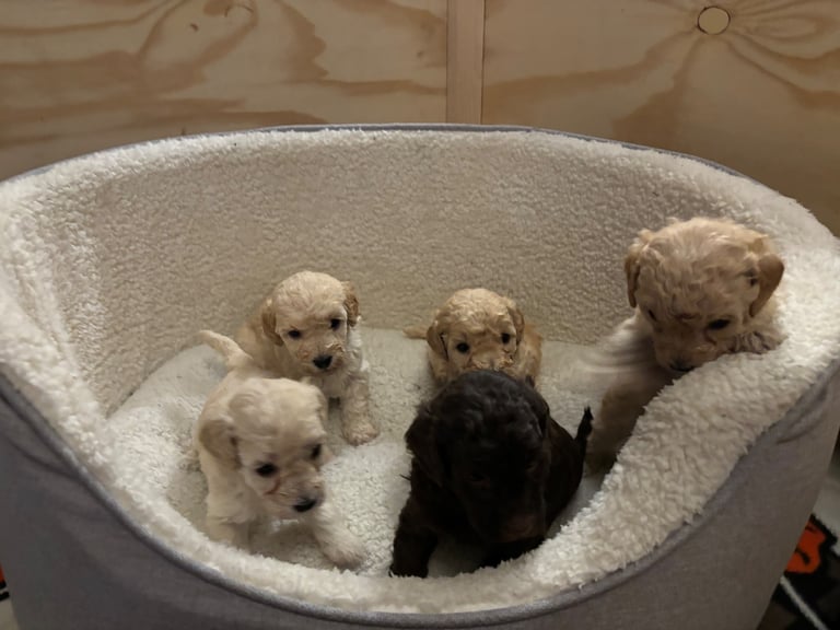 Dogs & Puppies for Sale in Rotherham, South Yorkshire - Gumtree