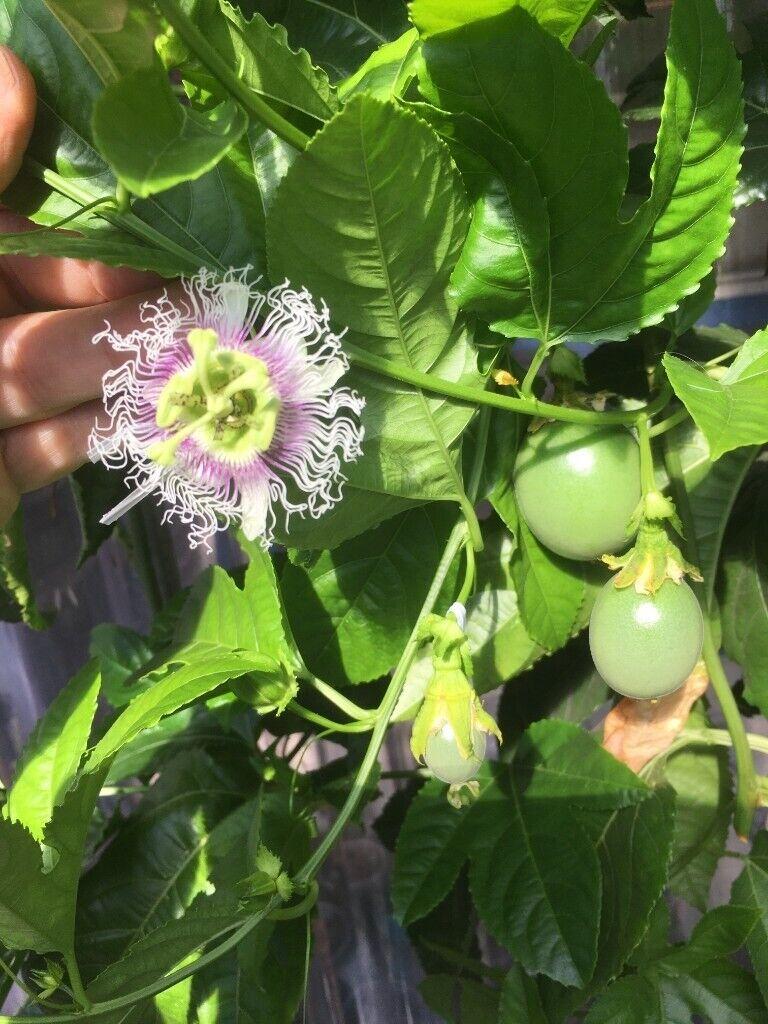 Passion fruit of the purple variety sweet aromatic fruits in 5L pot ...