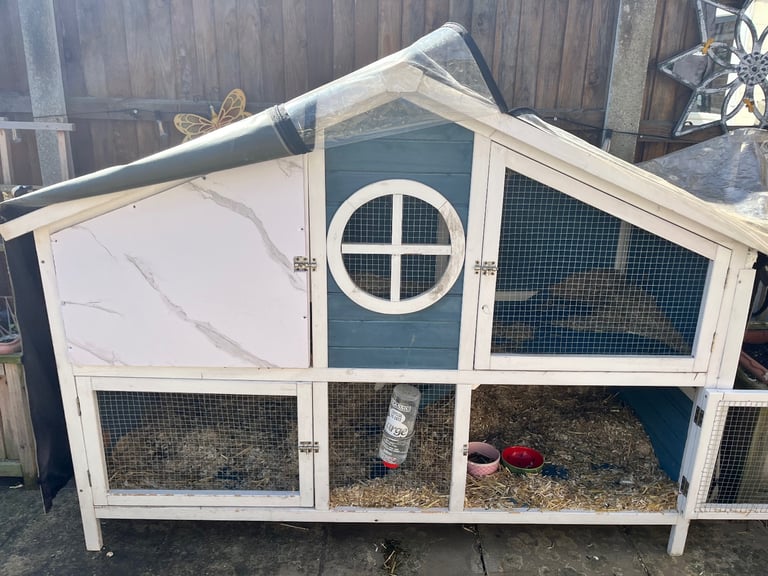 Torti male rabbit | in Ipswich, Suffolk | Gumtree