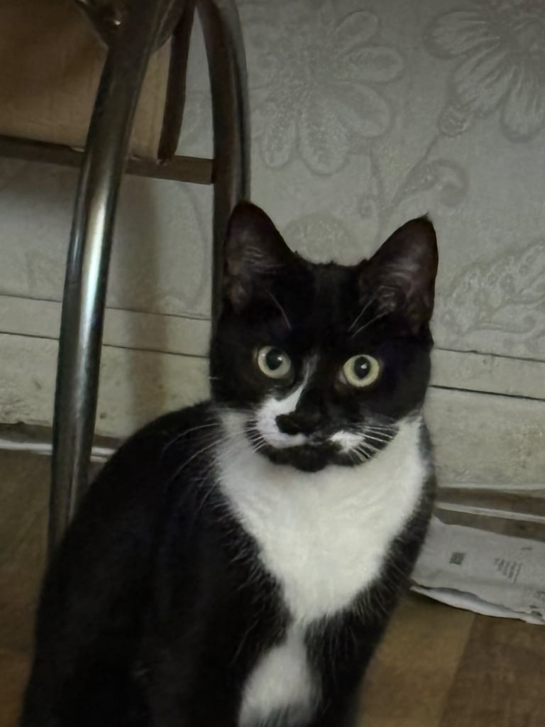 Beautiful girl cat for sale | in Aston, West Midlands | Gumtree