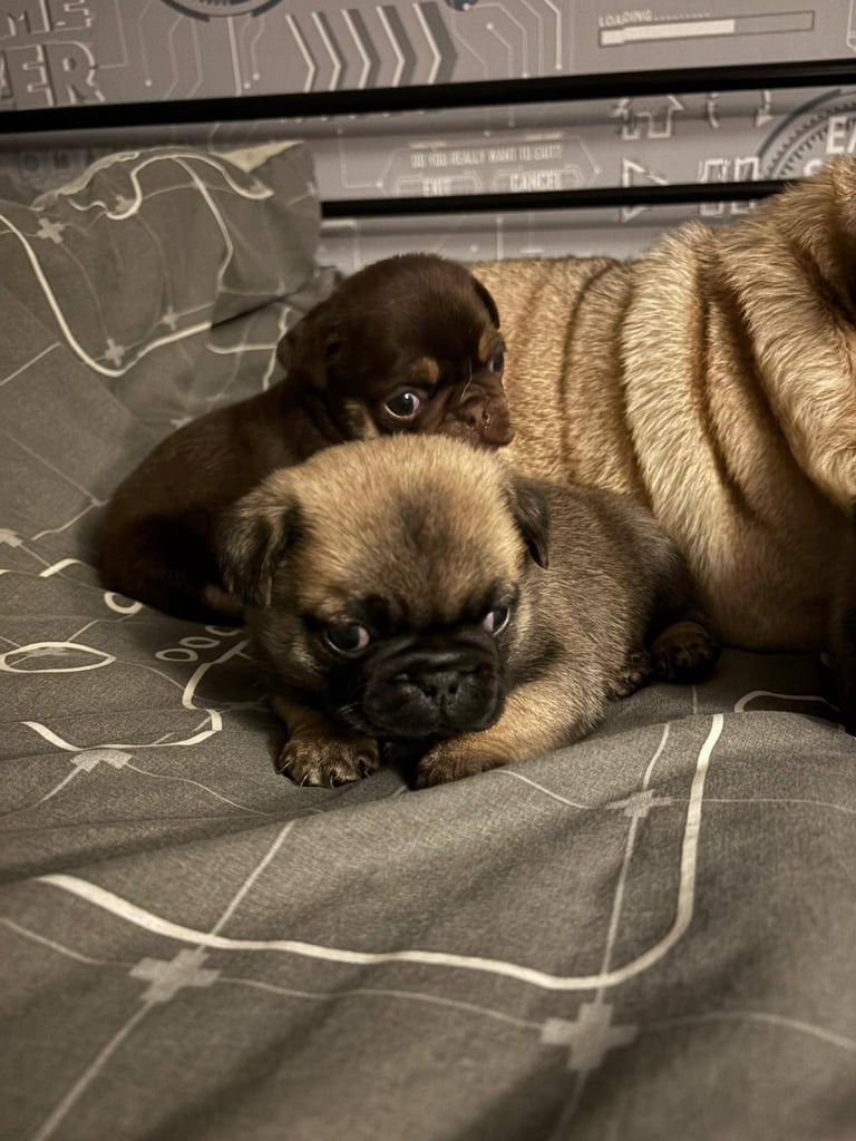 Pug Dogs & Puppies for Sale - Gumtree