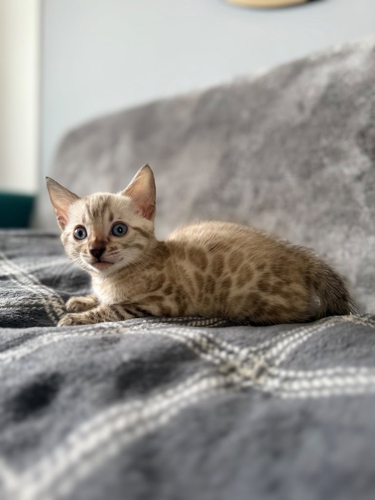 Cats & Kittens for Sale in Perth, Perth and Kinross - Gumtree