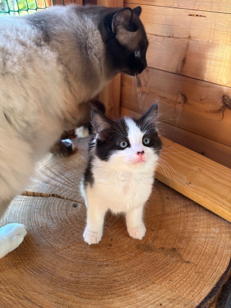 Cats & Kittens for Sale in Aberdeen - Gumtree