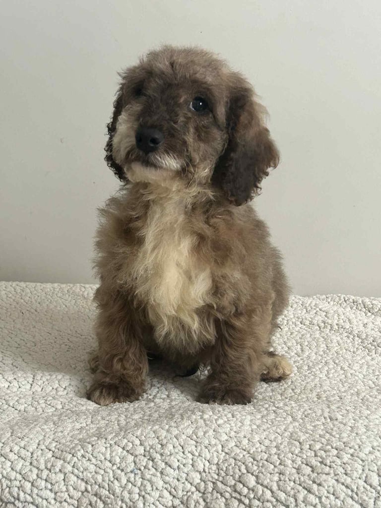 Cockapoo Dogs & Puppies for Sale in Scotland - Gumtree
