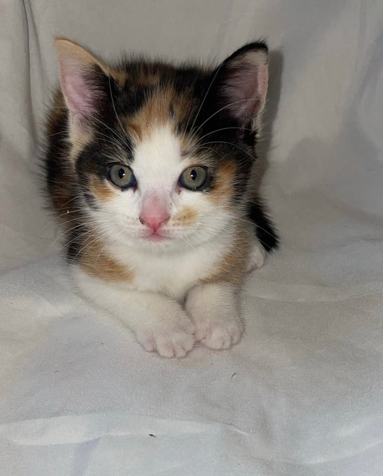 Cute Adorable Kittens for Sale | in Lewisham, London | Gumtree