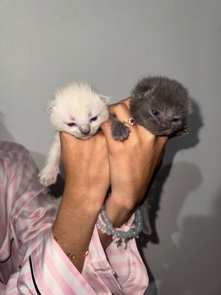 1 Kitten for sale!! | in St Werburghs, Bristol | Gumtree