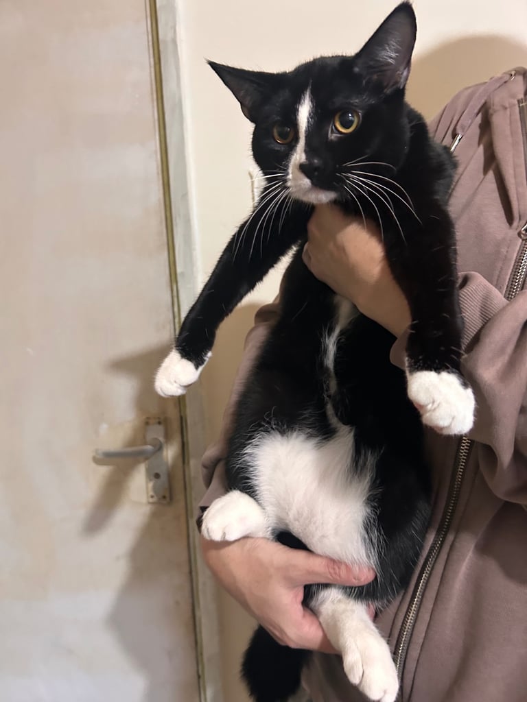 Two male boy cats | in Kennington, London | Gumtree