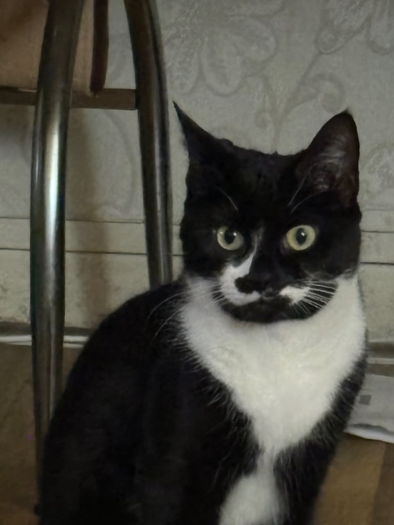 Beautiful girl cat for sale | in Aston, West Midlands | Gumtree