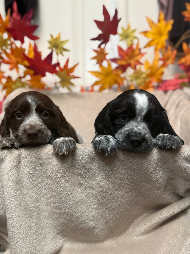 Sprocker Dogs & Puppies for Sale - Gumtree