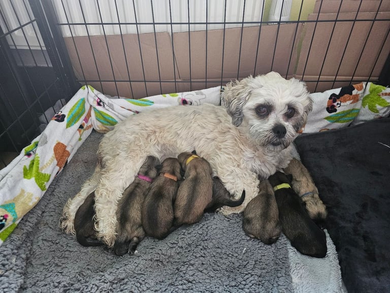 Dogs & Puppies for Sale in Rotherham, South Yorkshire - Gumtree