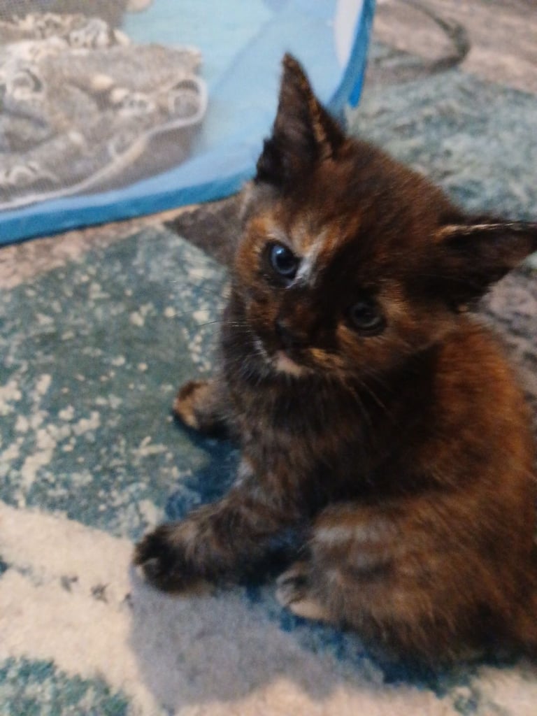 Half Bengal kittens ready to leave now | in Clapham, London | Gumtree