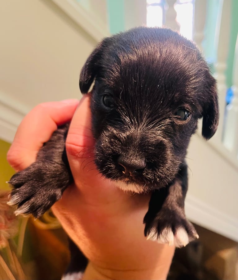 Pets for Sale in Essex - Gumtree