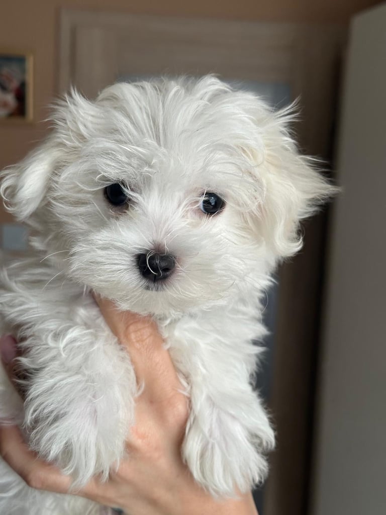 Dogs & Puppies for Sale in Scotland - Gumtree